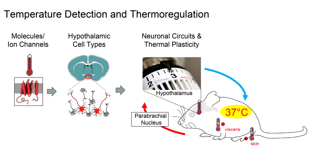 Siemens Lab